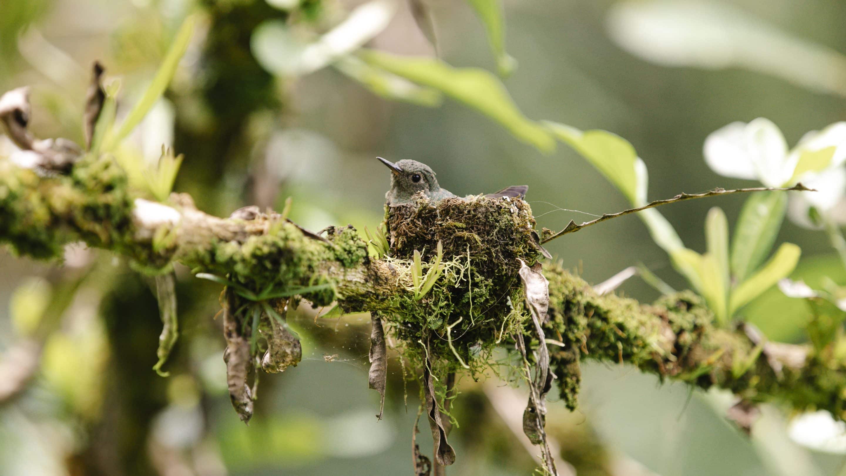 A Complete Guide to The Types of Hummingbirds in Costa Rica