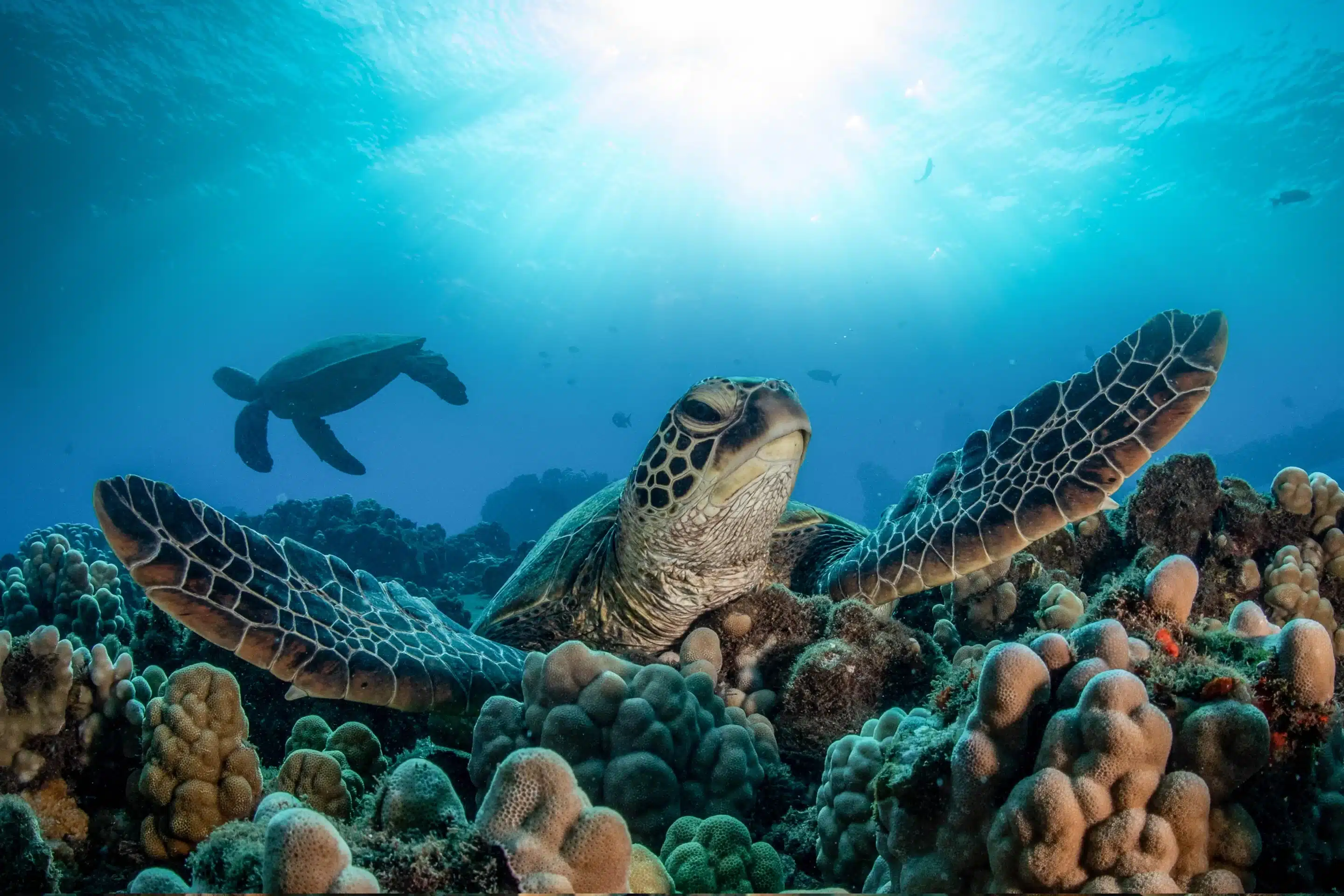 Where and When Can You See Turtles in Costa Rica?